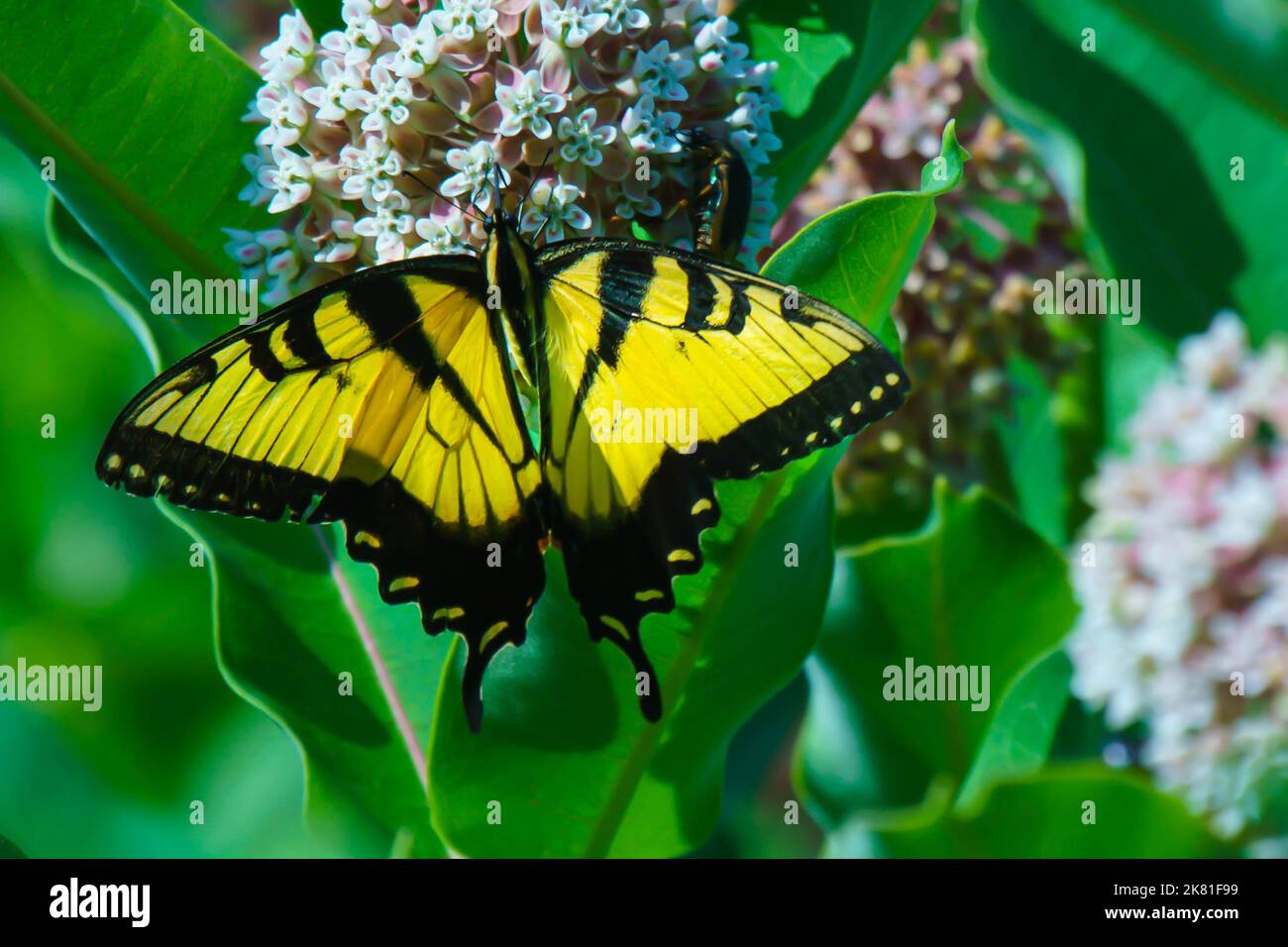 A closeup of yellow Eastern tiger swallowtail (Papilio glaucus ...