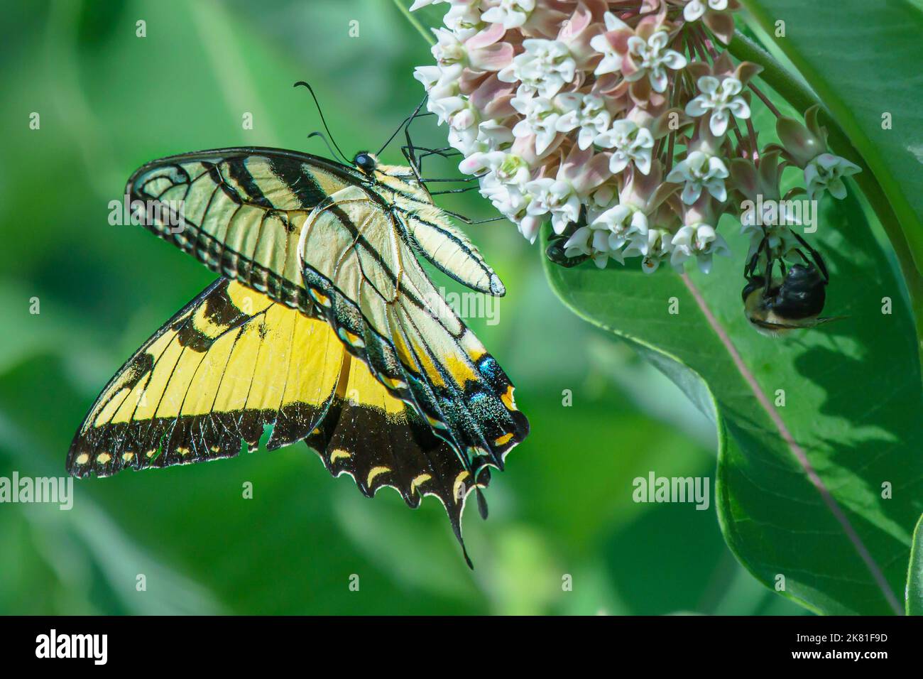 A closeup of yellow Eastern tiger swallowtail (Papilio glaucus ...
