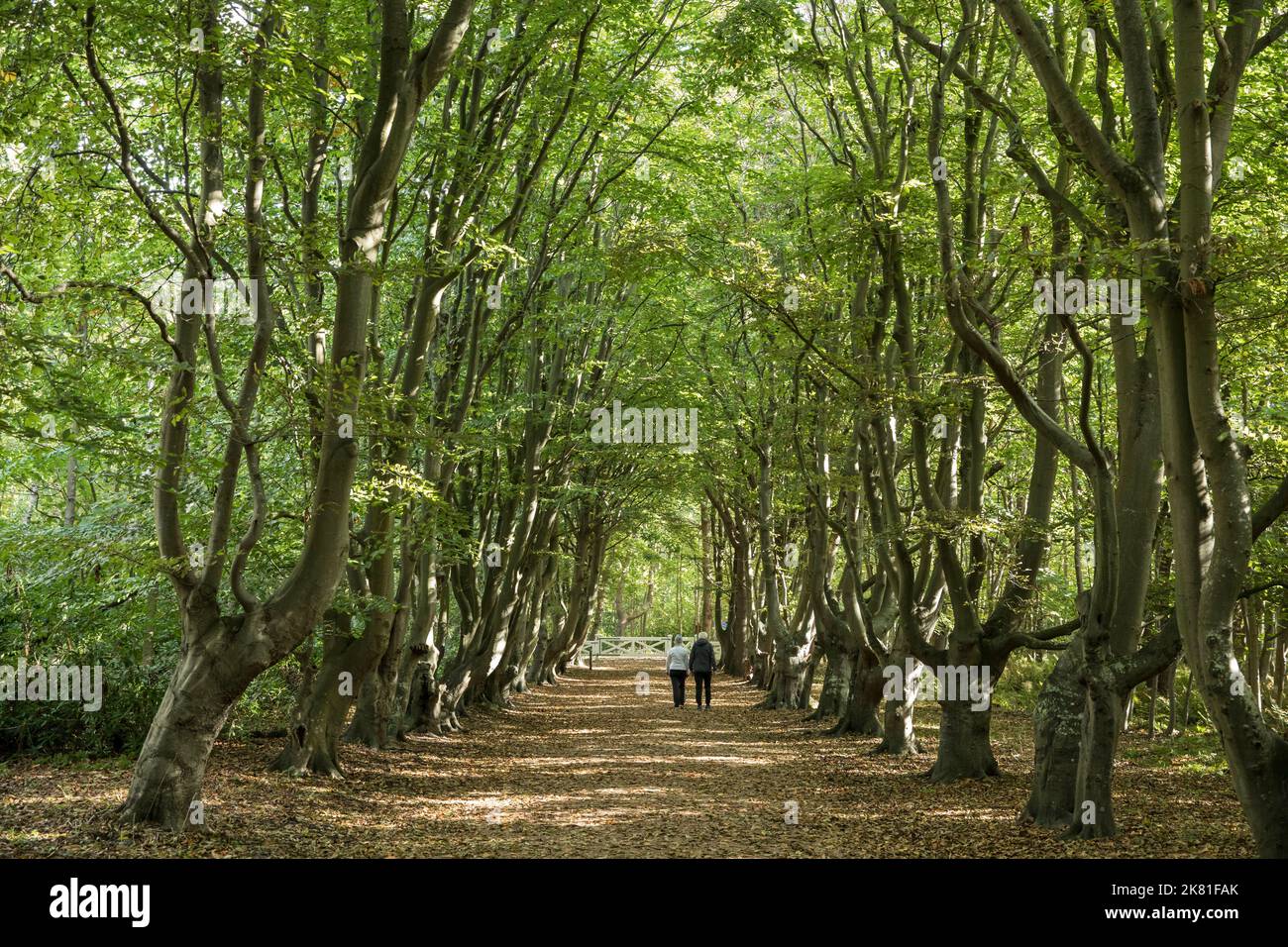 Europe, Netherlands, beech alley at the nature reserve de Manteling ...