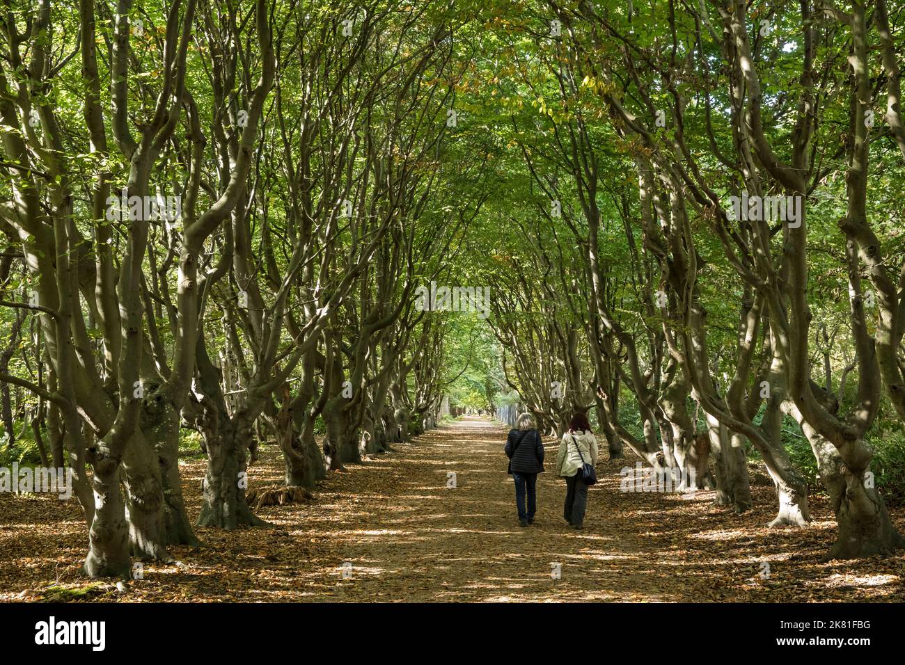 Europe, Netherlands, beech alley at the nature reserve de Manteling ...