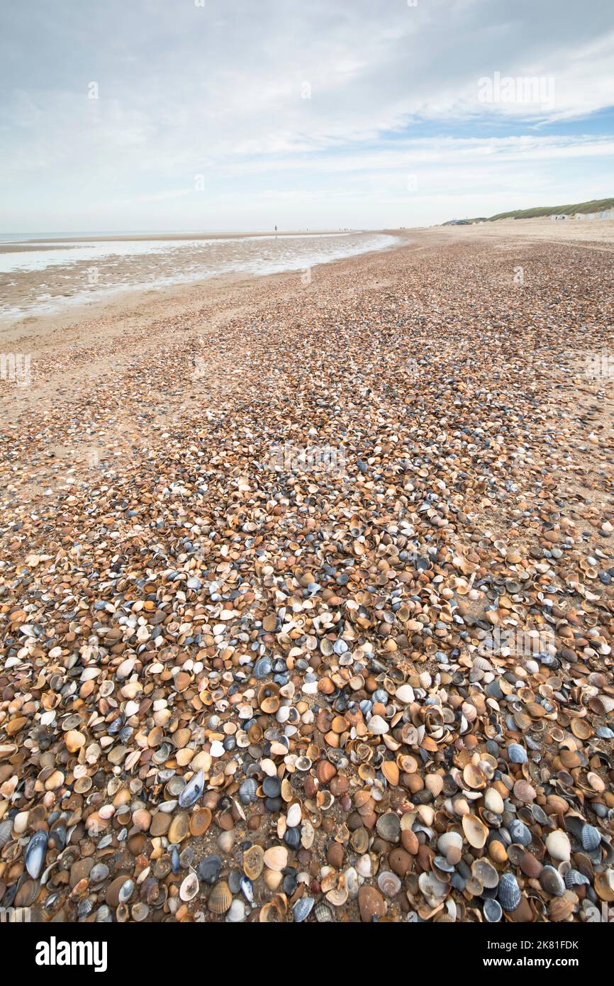 Netherlands, shells on the beach between Oostkapelle and Vrouwenpolder ...