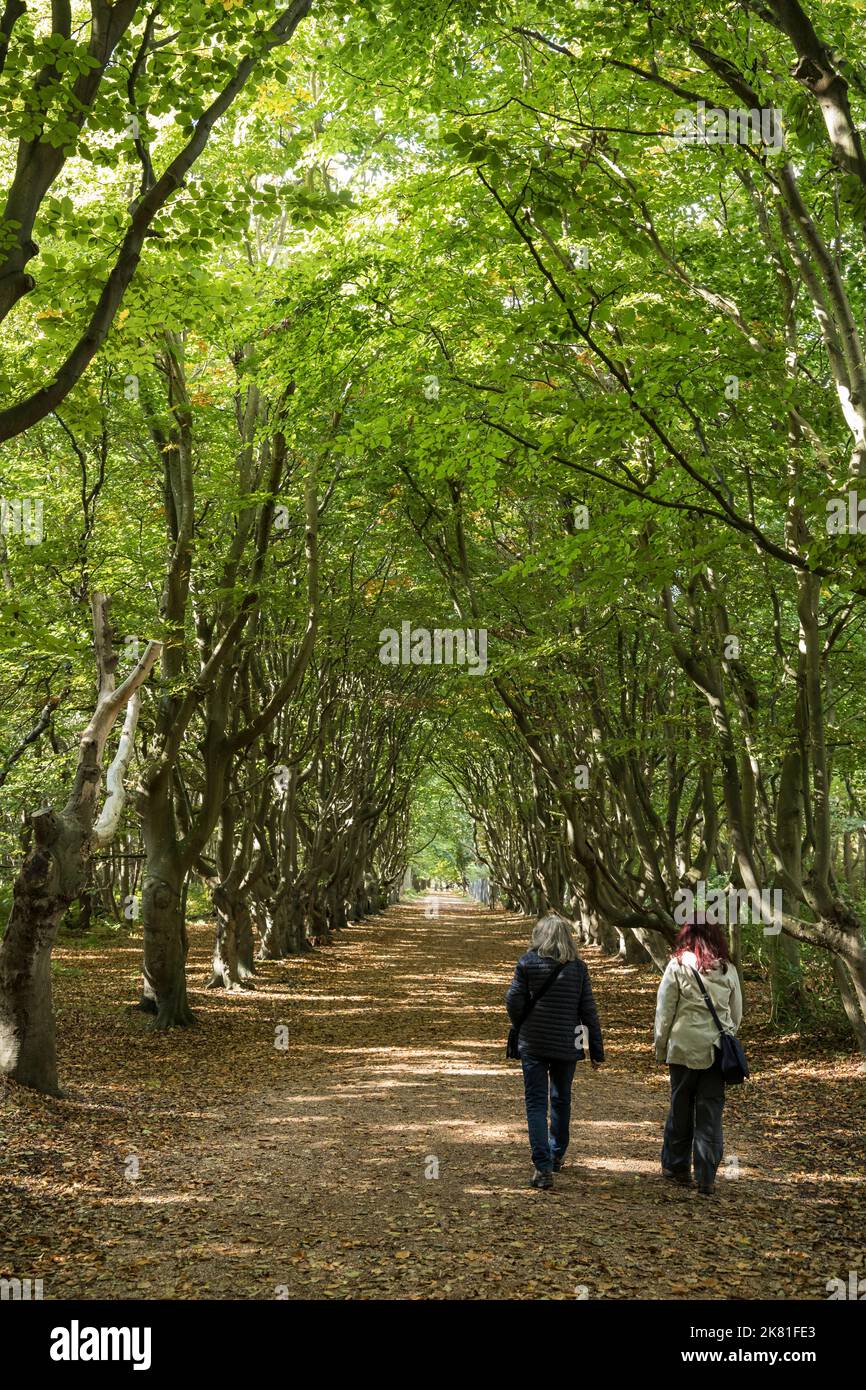 Europe, Netherlands, beech alley at the nature reserve de Manteling ...