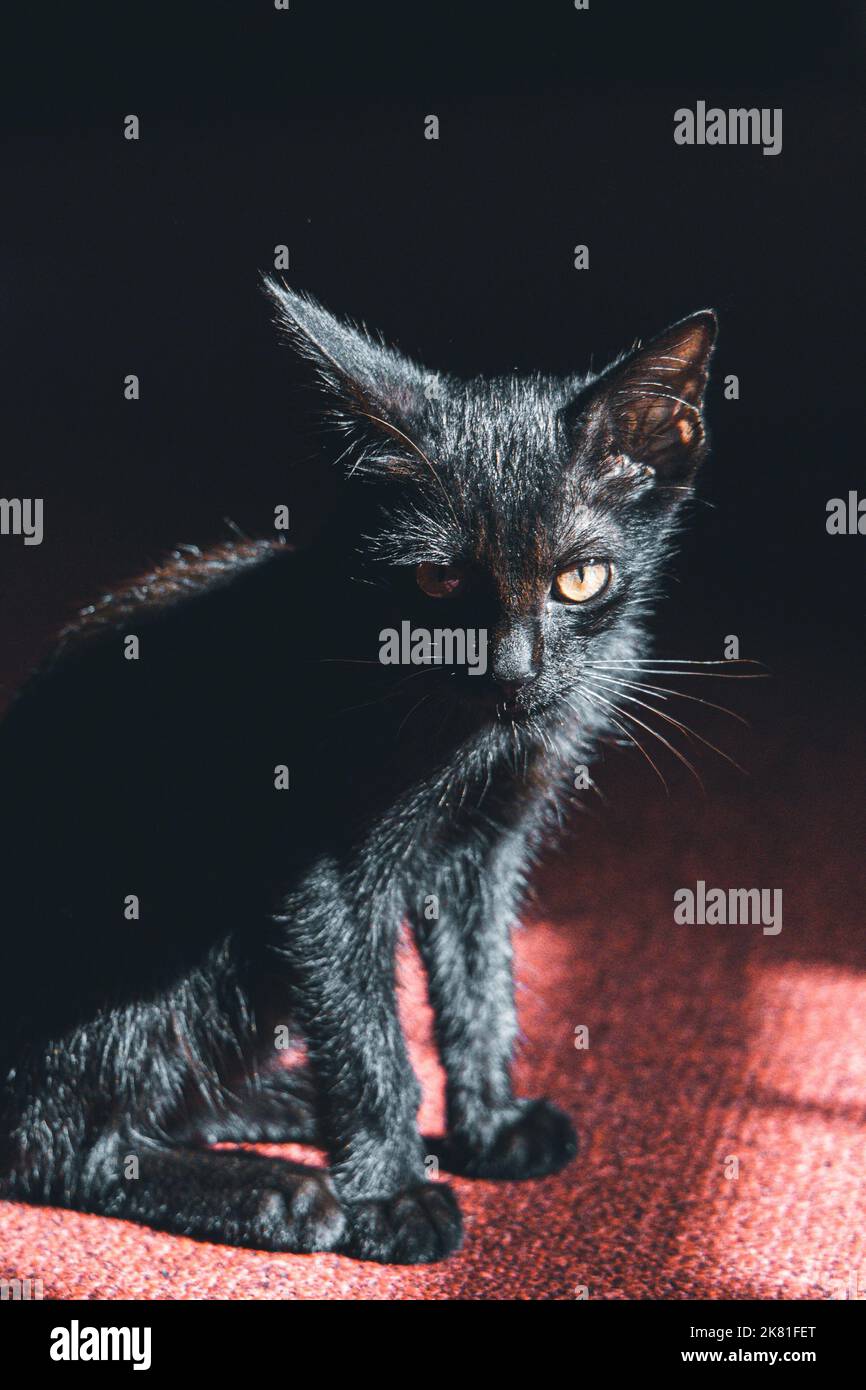 black kitten sitting on the red carpet Stock Photo - Alamy