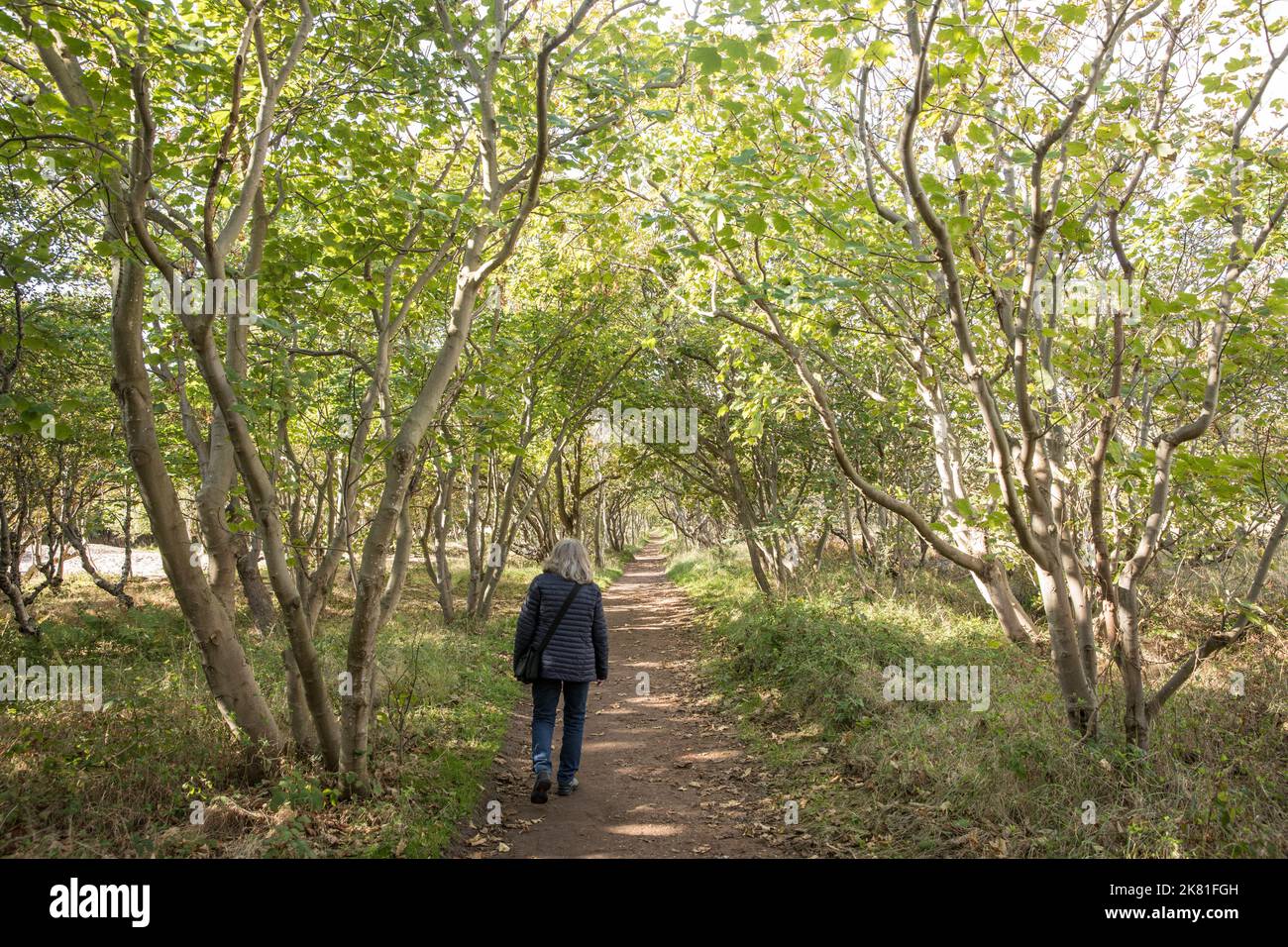 forest track at the nature reserve de Manteling near Domburg on the ...