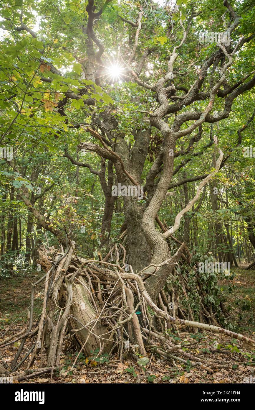 branch hut under an oak tree in the nature reserve de Manteling near ...
