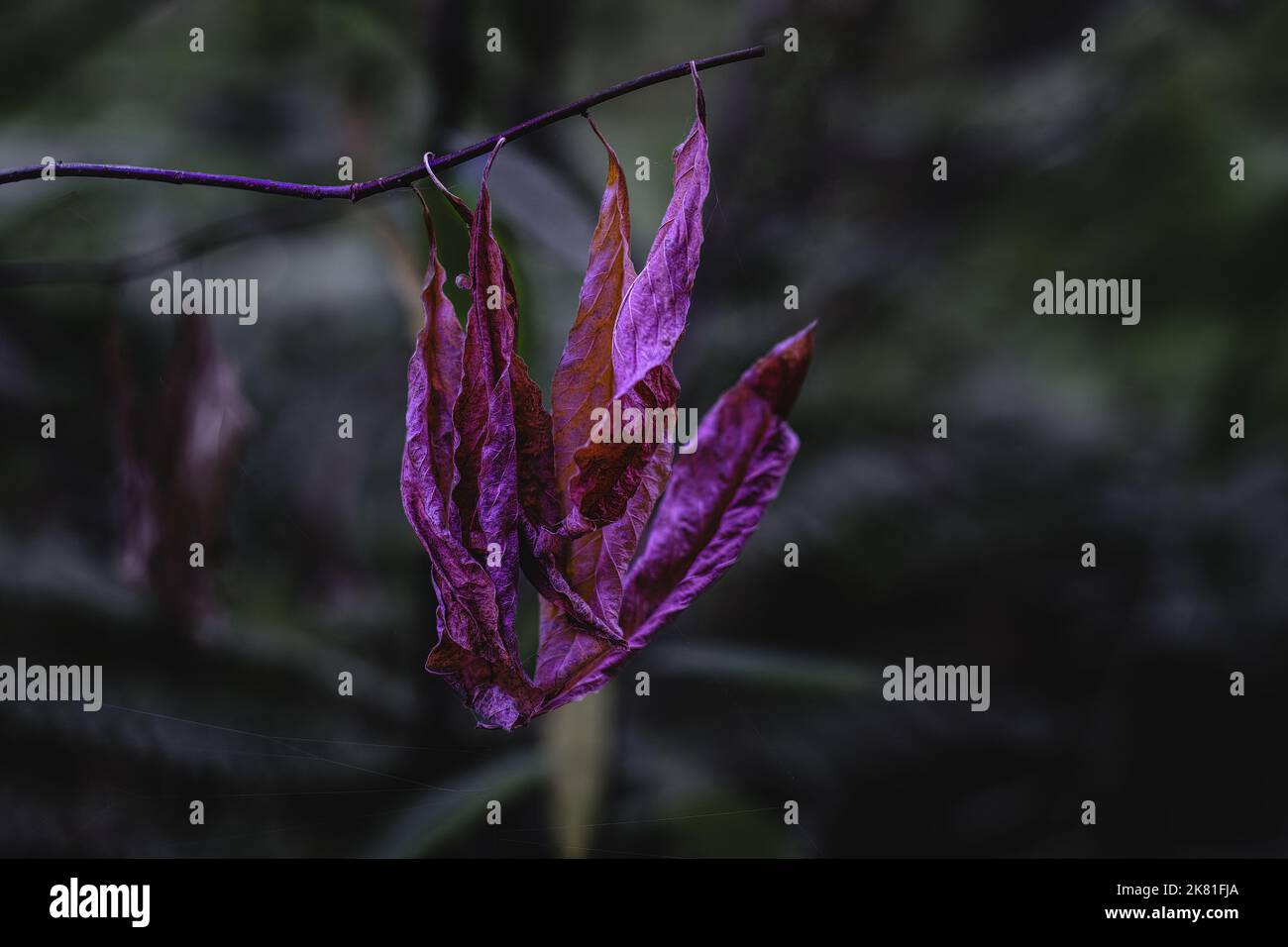 Hanging on a stem hi-res stock photography and images - Alamy