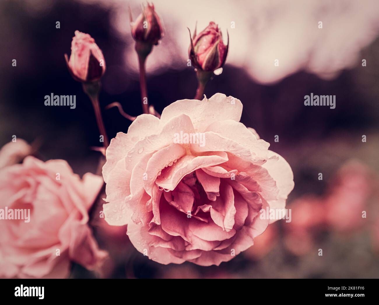 Roses in full bloom after a shower of rain in the formal rose garden at ...