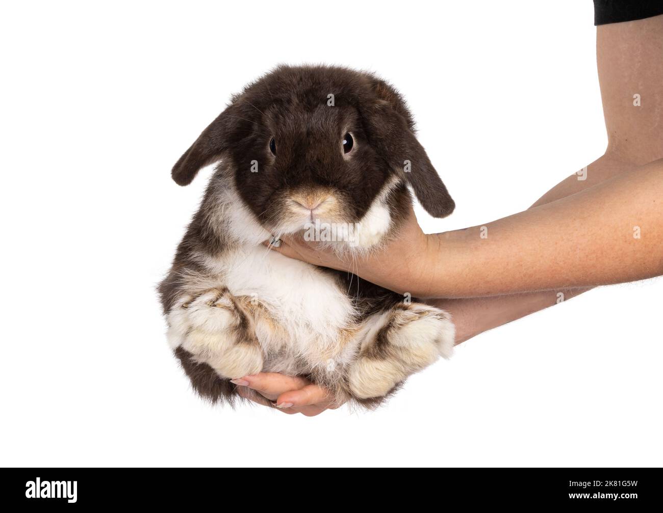 Handsome dark brown lop eared rabbit, bunny held up by human hands ...