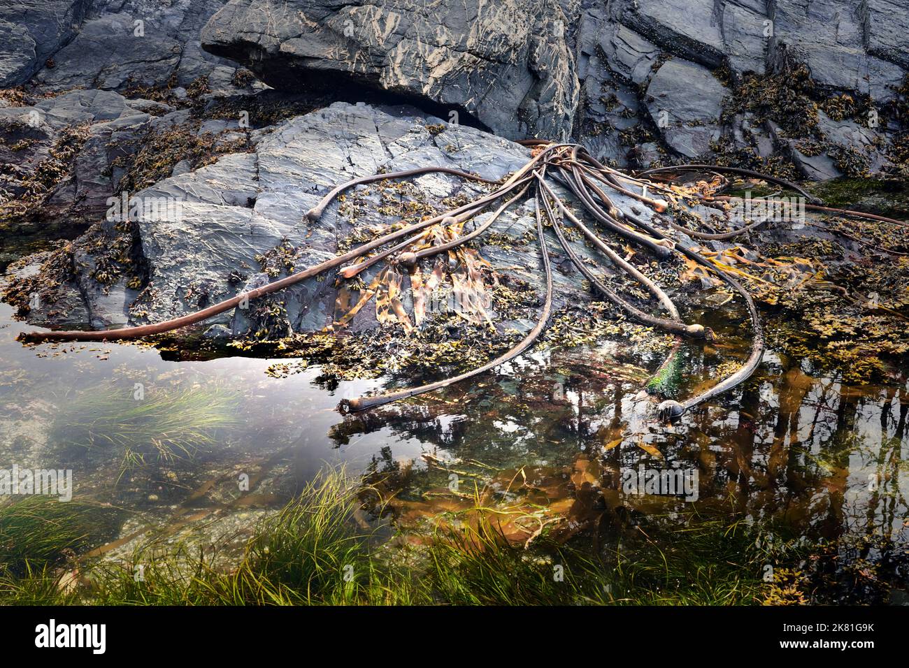 Bull kelp drying on the rocks beside a bright ocean tidal pool on a ...