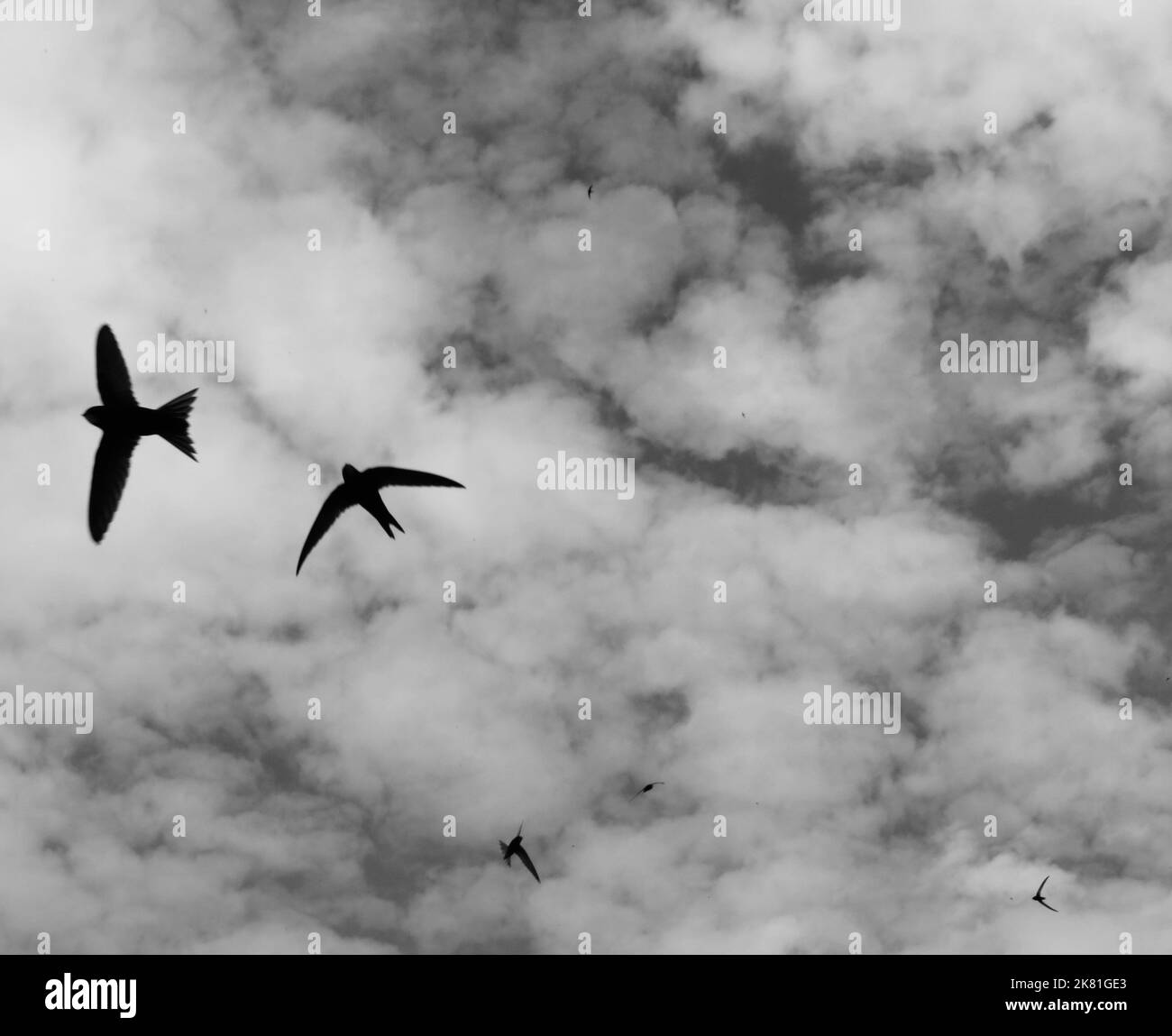 Grayscale bird flying in Black and White Stock Photos & Images - Alamy