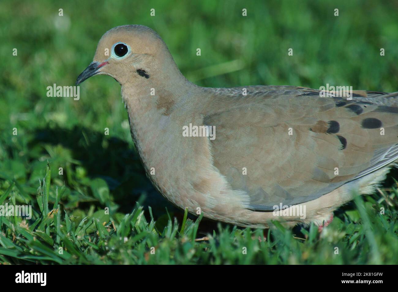 A mourning dove (Zenaida macroura) on a green background of grass Stock ...