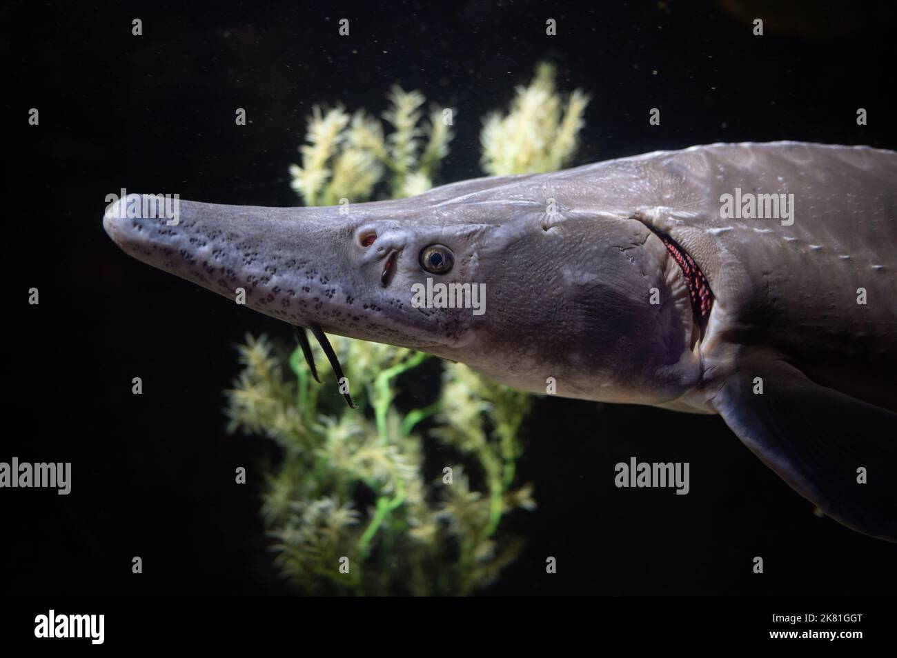 A closeup shot of a Sterlet fish in the water against a water plant and ...