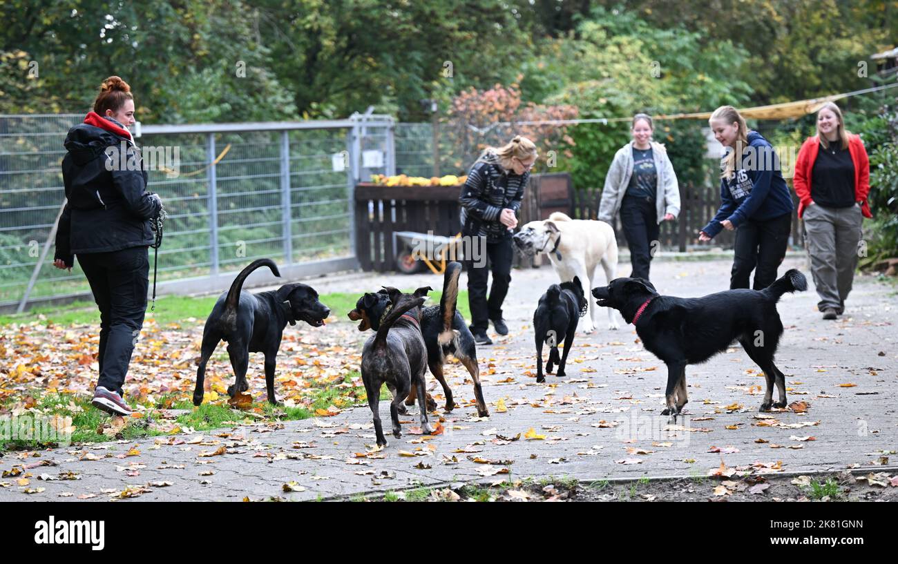 Ingelheim, Germany. 20th Oct, 2022. Shelter manager Alexandra Blau (l-r ...