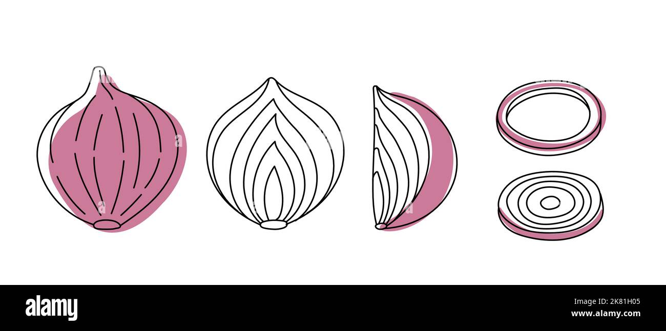 Set of doodle outline onion with spots. Whole and pieces Stock Vector ...