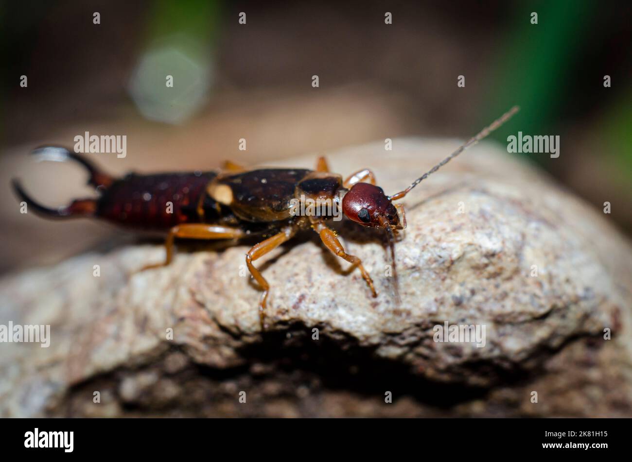 Earwig on Stone Stock Photo - Alamy