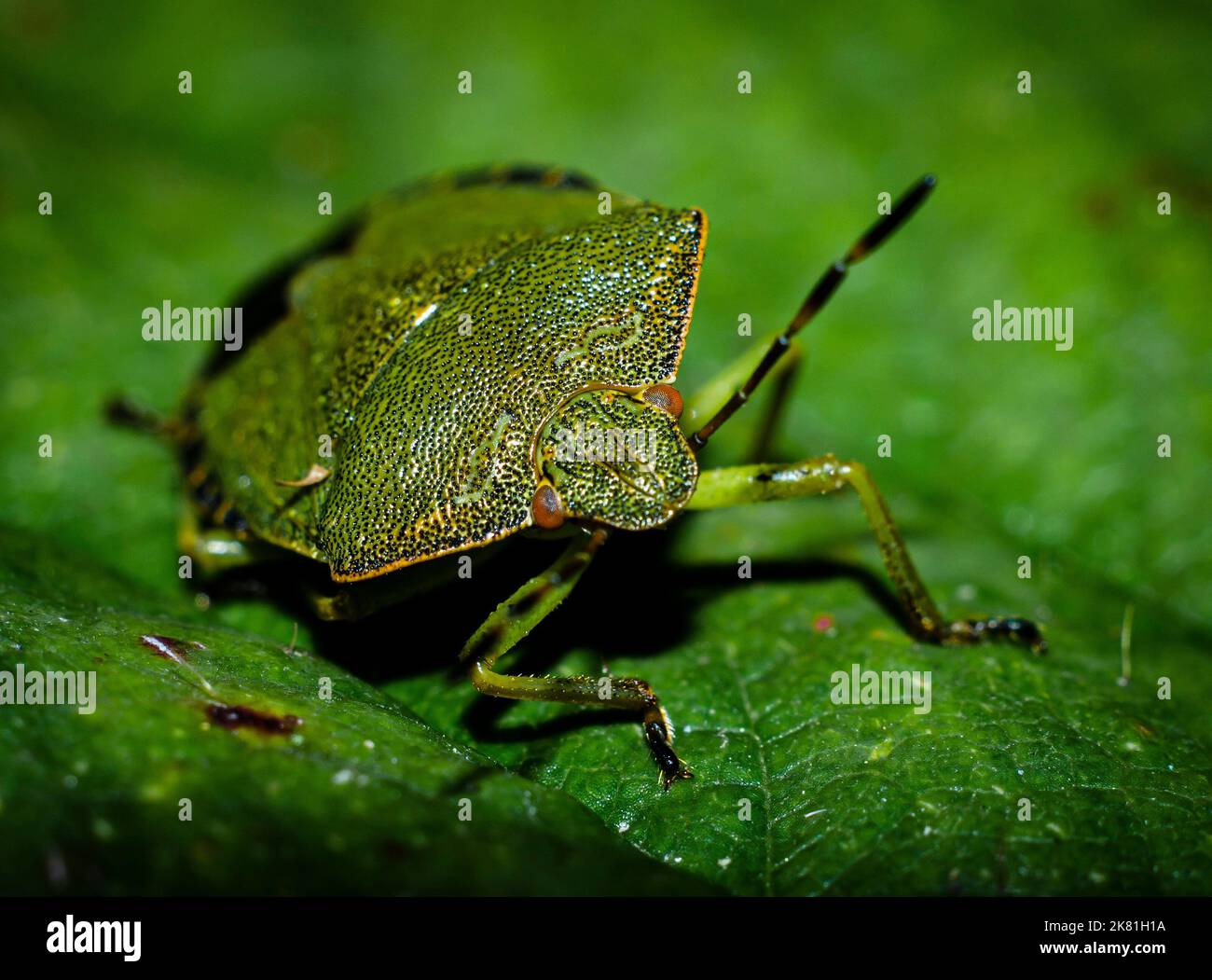 Green Shield bug face first Stock Photo - Alamy