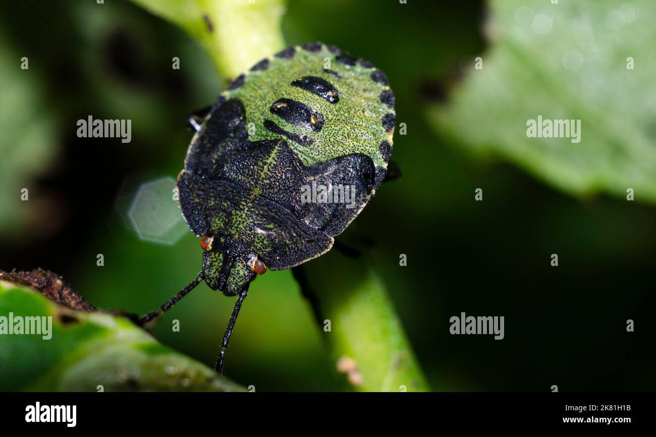 Green shield bug Stock Photo - Alamy