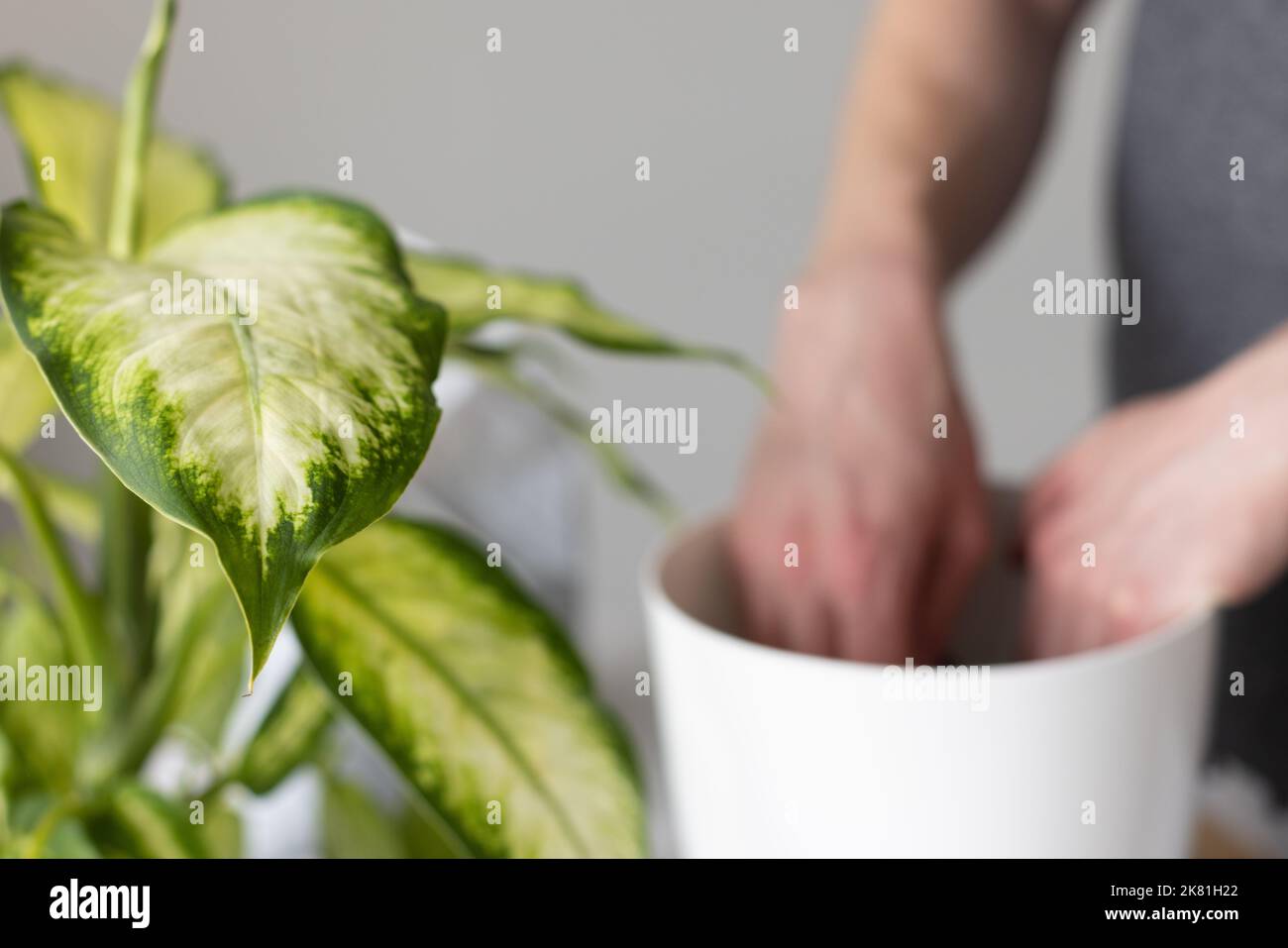 Man potting Dieffenbachia plant at home. Mans hands potting plant ...
