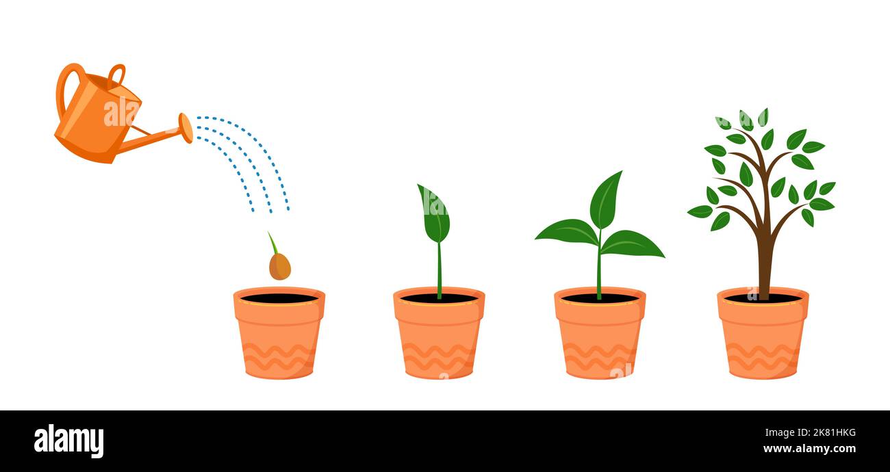 Watering can with plant. Tree growth Stages with green leaf, nature ...