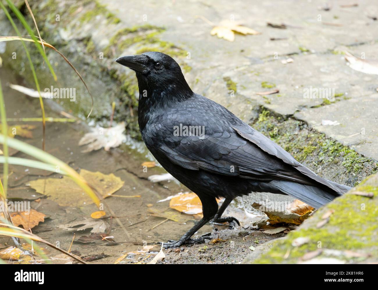 The Carrion Crow is anything but dull. They are intelligent birds quick ...