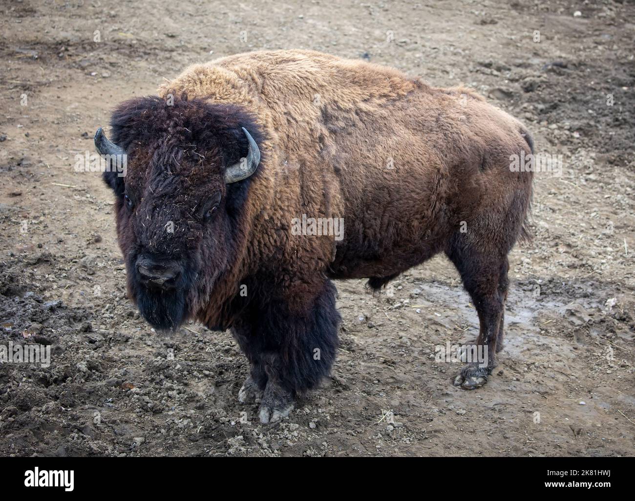 Buffalo stand on muddy land Stock Photo - Alamy
