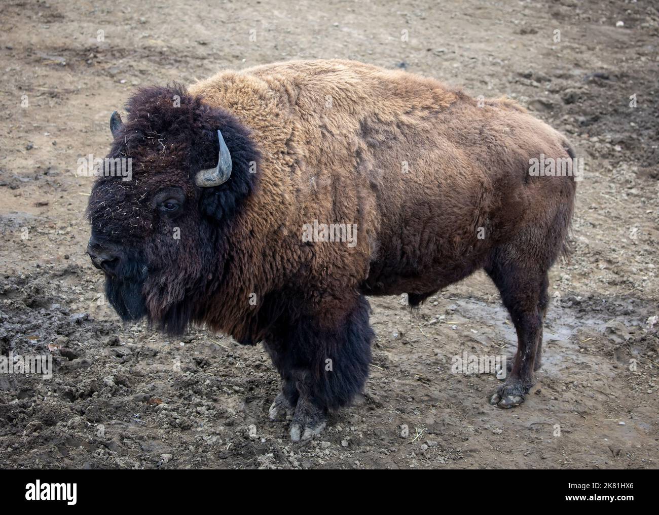 Buffalo stand hi-res stock photography and images - Alamy