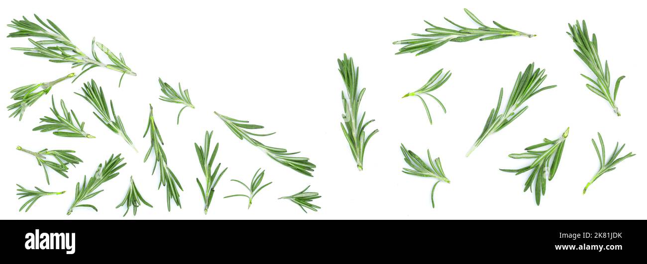Fresh green rosemary isolated on a white background with copy space for ...