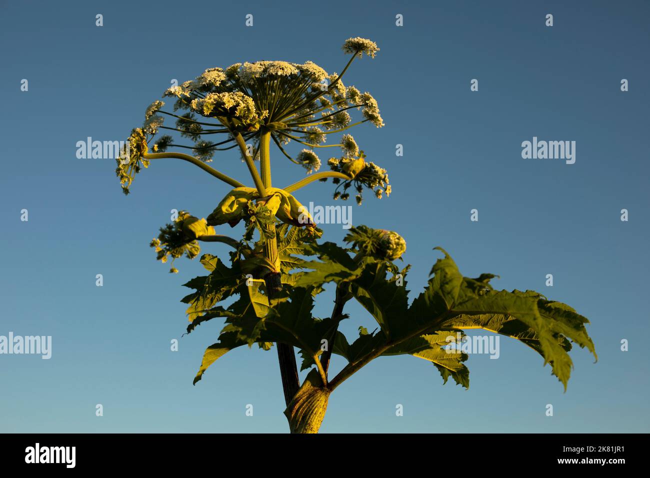 Giant hogweed in the forest hi-res stock photography and images - Alamy
