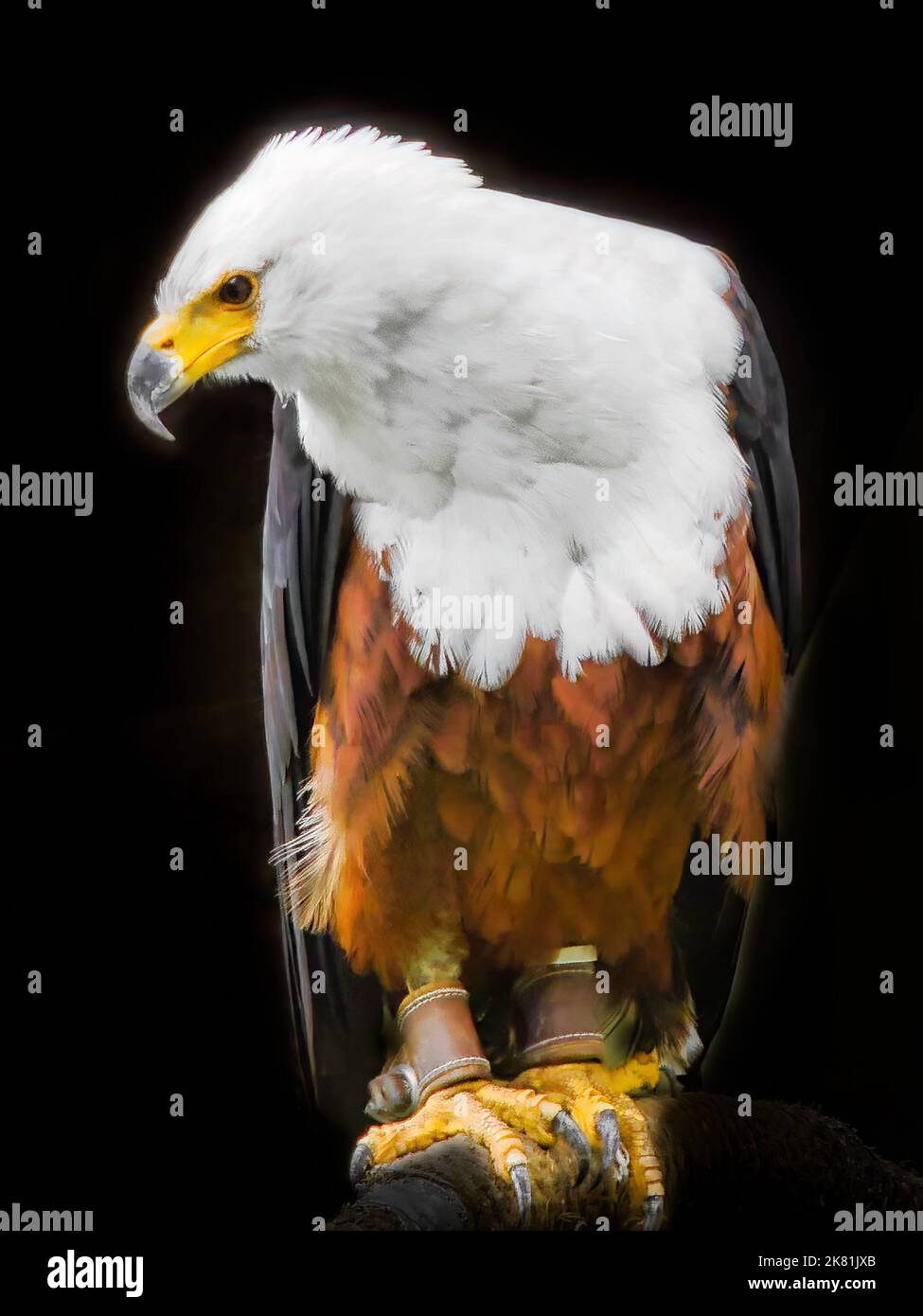Falcon claw hi-res stock photography and images - Alamy