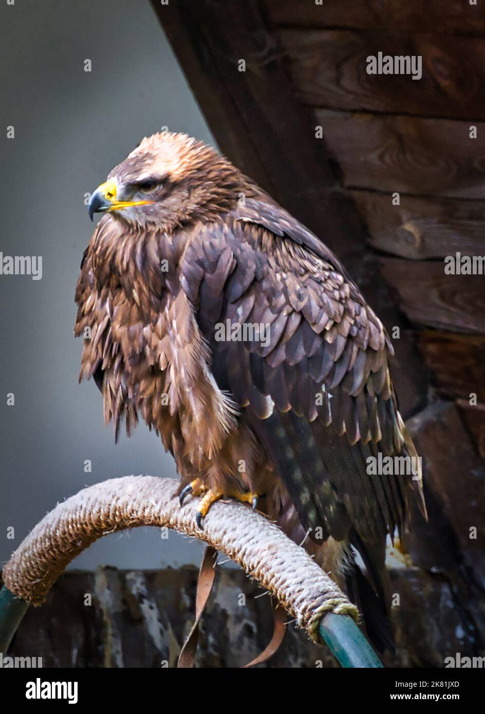 Proud birds hi-res stock photography and images - Alamy