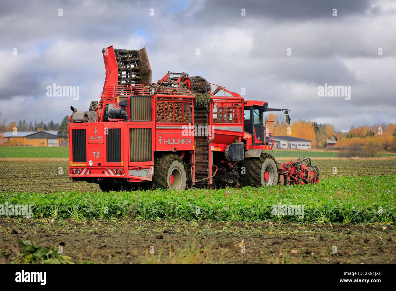 Harvesting sugar beet with Holmer Terra Dos T3 6-row beet harvester on ...
