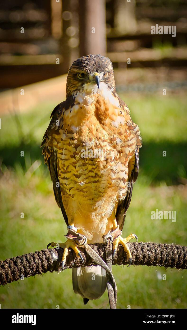 Falcon claw hi-res stock photography and images - Alamy