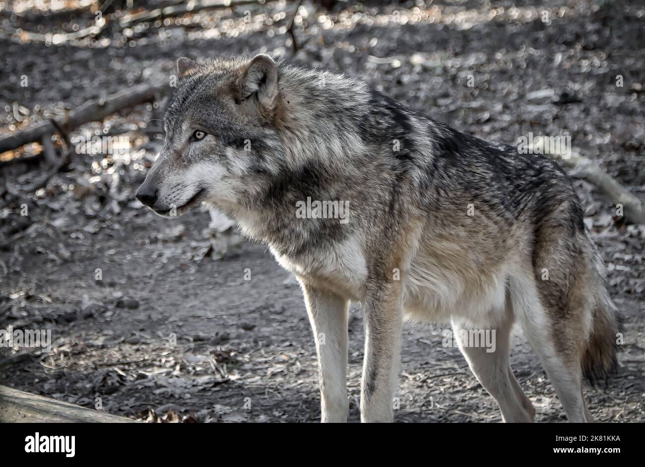 Wolf portrait of a beautiful wild animal Stock Photo - Alamy