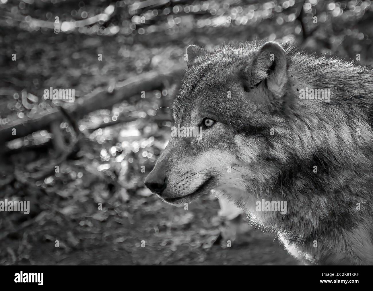 Animal mood hi-res stock photography and images - Alamy