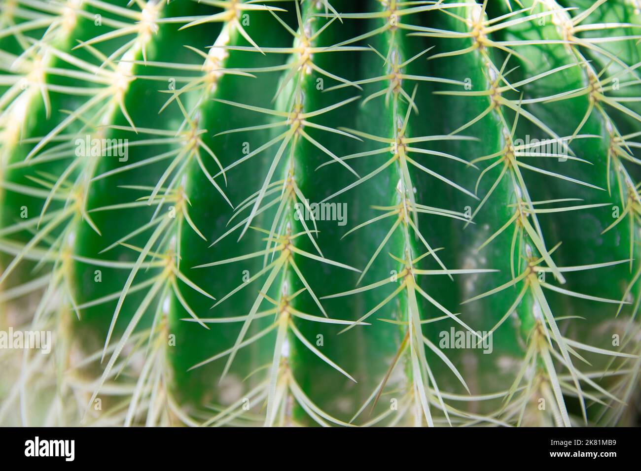 Detail of spiky cactus plant Stock Photo - Alamy