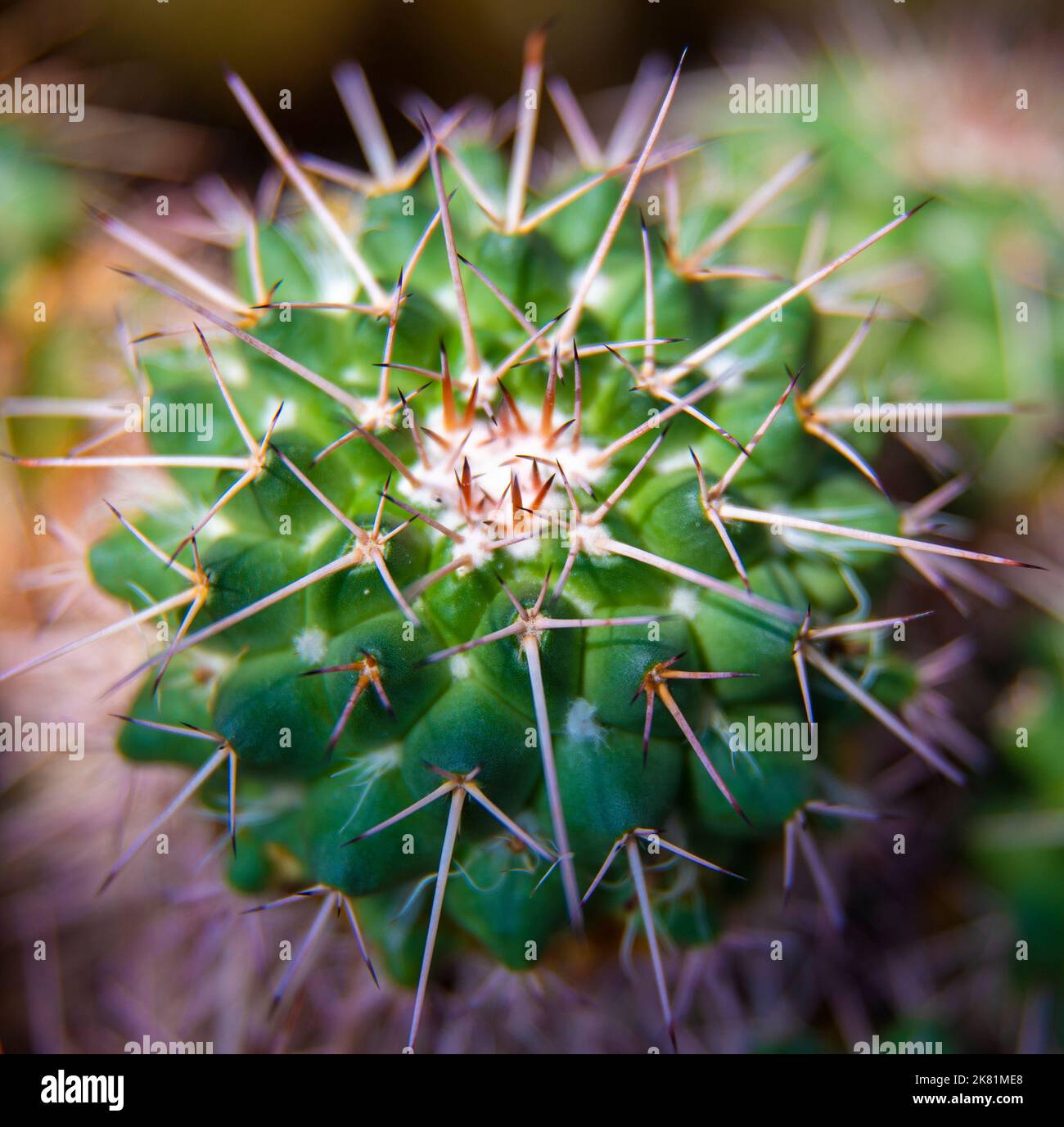 Detail of spiky cactus plant Stock Photo - Alamy