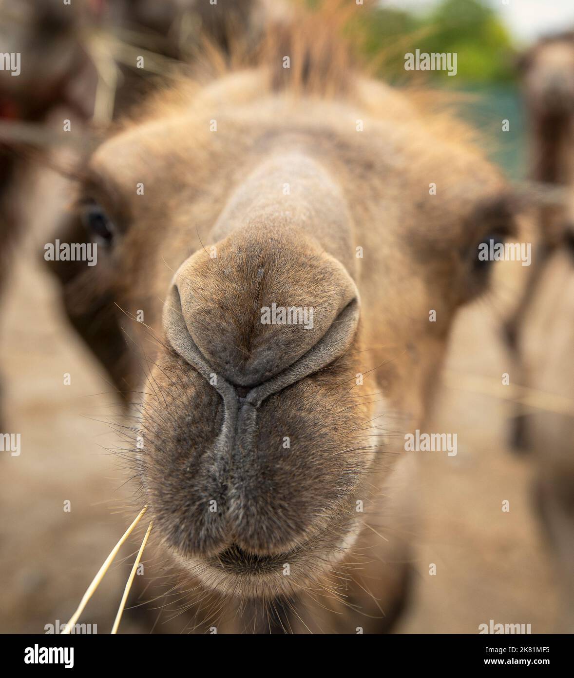 Funny close up hi-res stock photography and images - Alamy