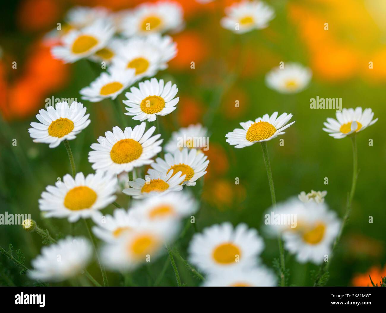 Camomile and poppy flower in meadow Stock Photo - Alamy
