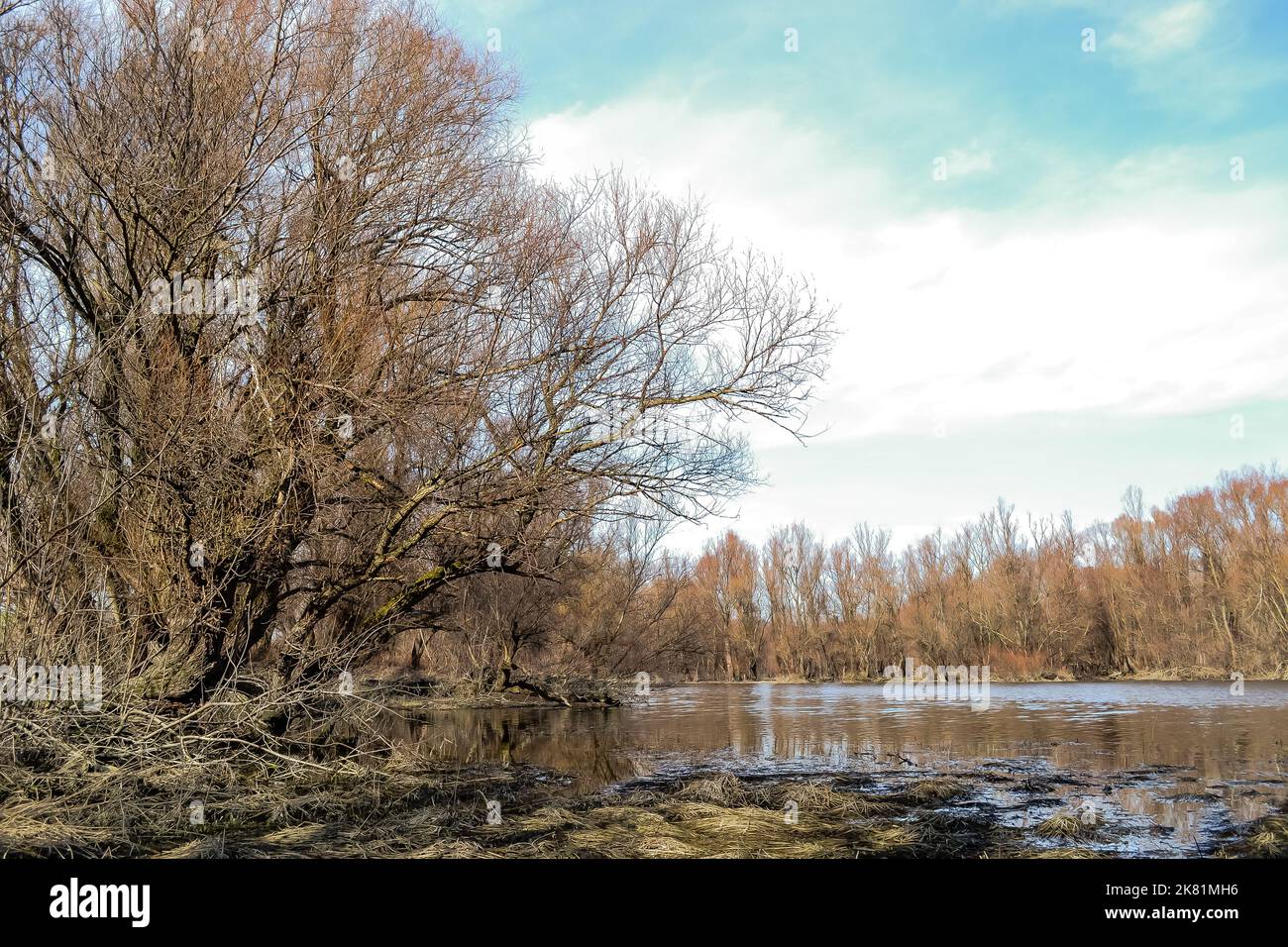 Swampy autumn, sunny landscape. A panoramic view of the marsh in the ...