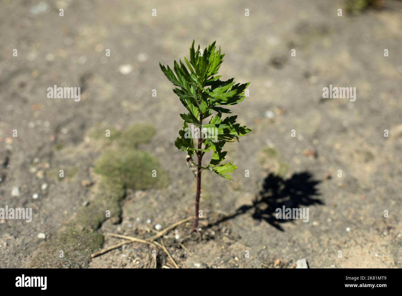 Plant grows in asphalt. One small plant in ground. Weak sprout pierced ...