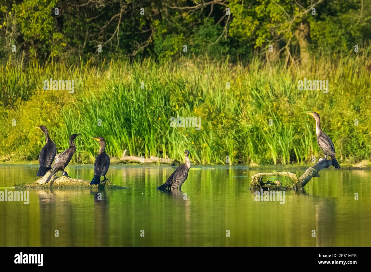 Photographing wildlife from my kayak gives me a up close and personal ...