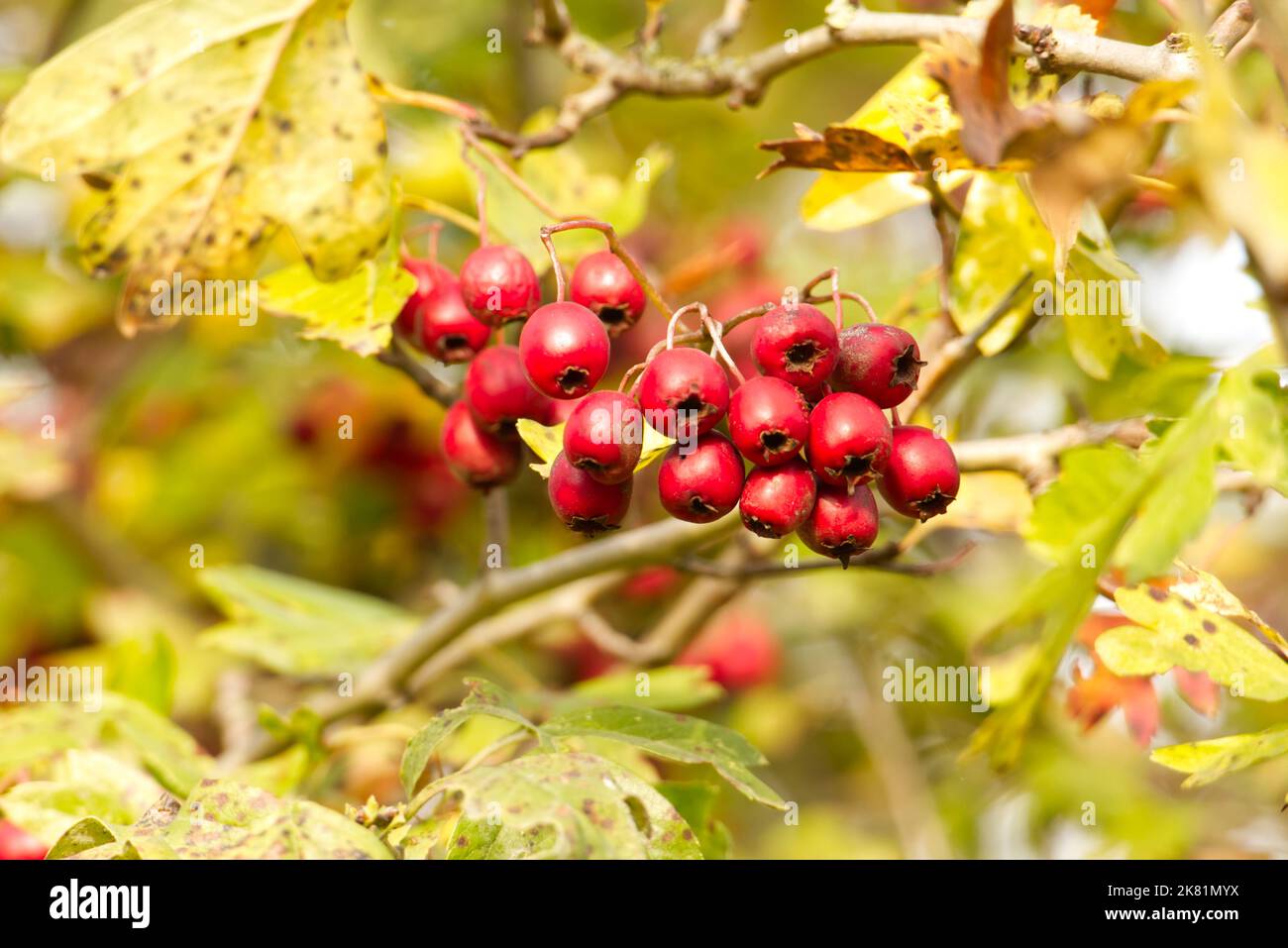 Close-up of a cluster of ripe, bright red hawthorn berries, also known ...