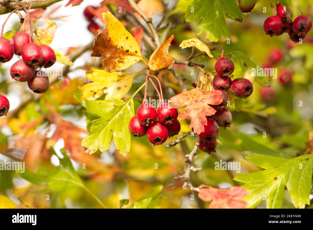 Close-up of small clusters of ripe, bright red hawthorn berries, also ...