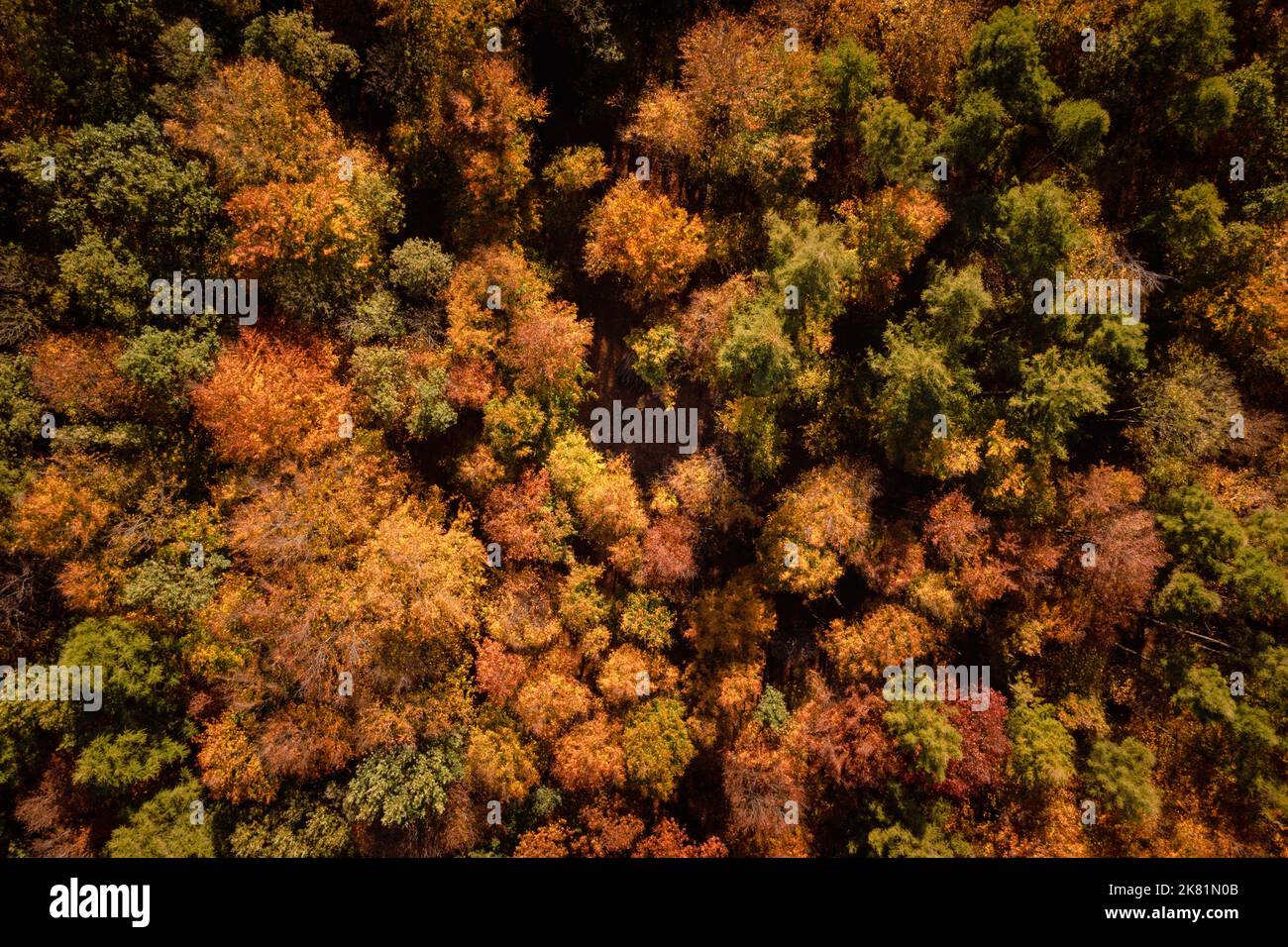 Aerial fall trees hi-res stock photography and images - Alamy
