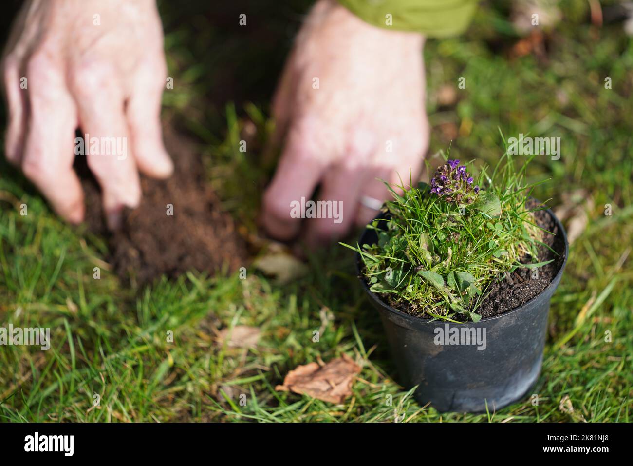 Species rich pastures hi-res stock photography and images - Alamy
