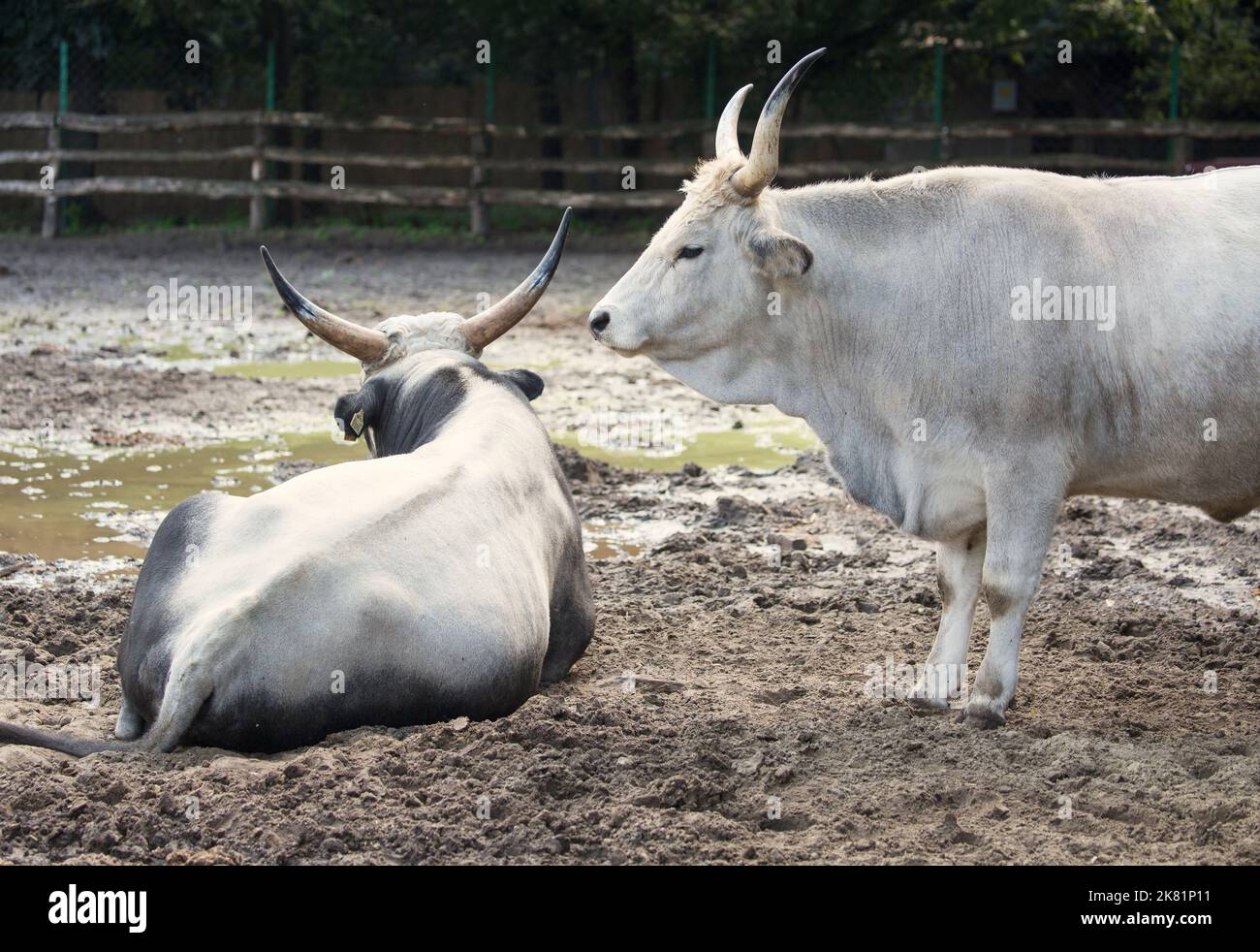 Hungarian grey cattle cow hi-res stock photography and images - Alamy