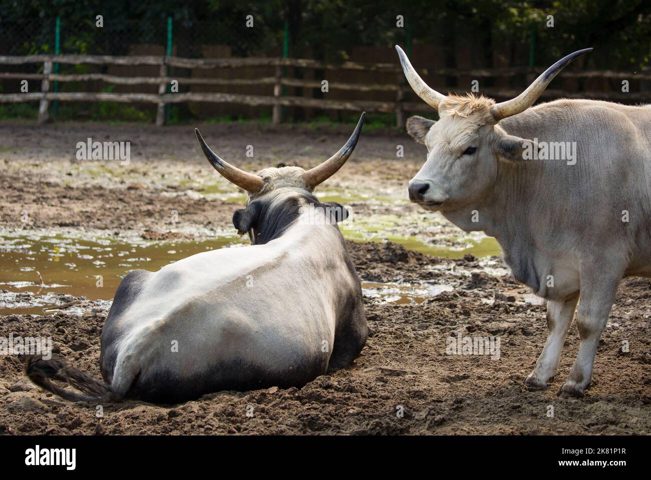 Hungarian grey cattle relax outdoor Stock Photo - Alamy