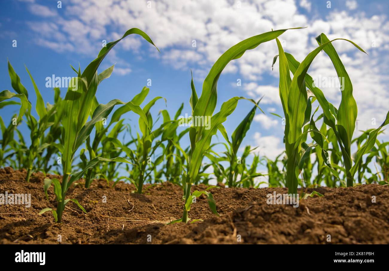 Corn field plantation on soil Stock Photo - Alamy