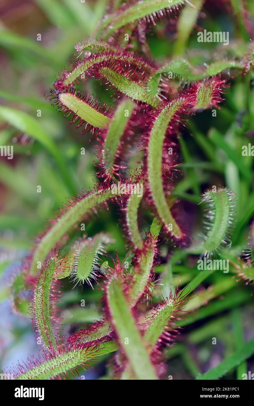 Alice sundew plant hi-res stock photography and images - Alamy