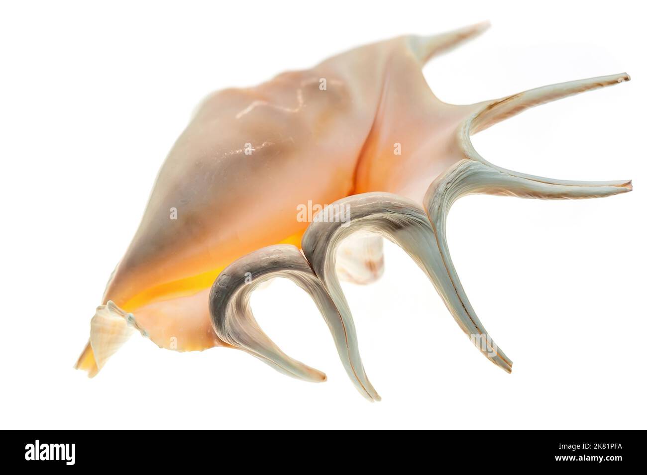 Isolated and highlighted tropical sea shell body Stock Photo - Alamy